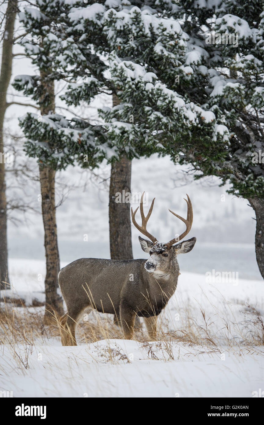 Odocoileus hemionus, mule deer, buck, male, Alberta, Canada Stock Photo ...