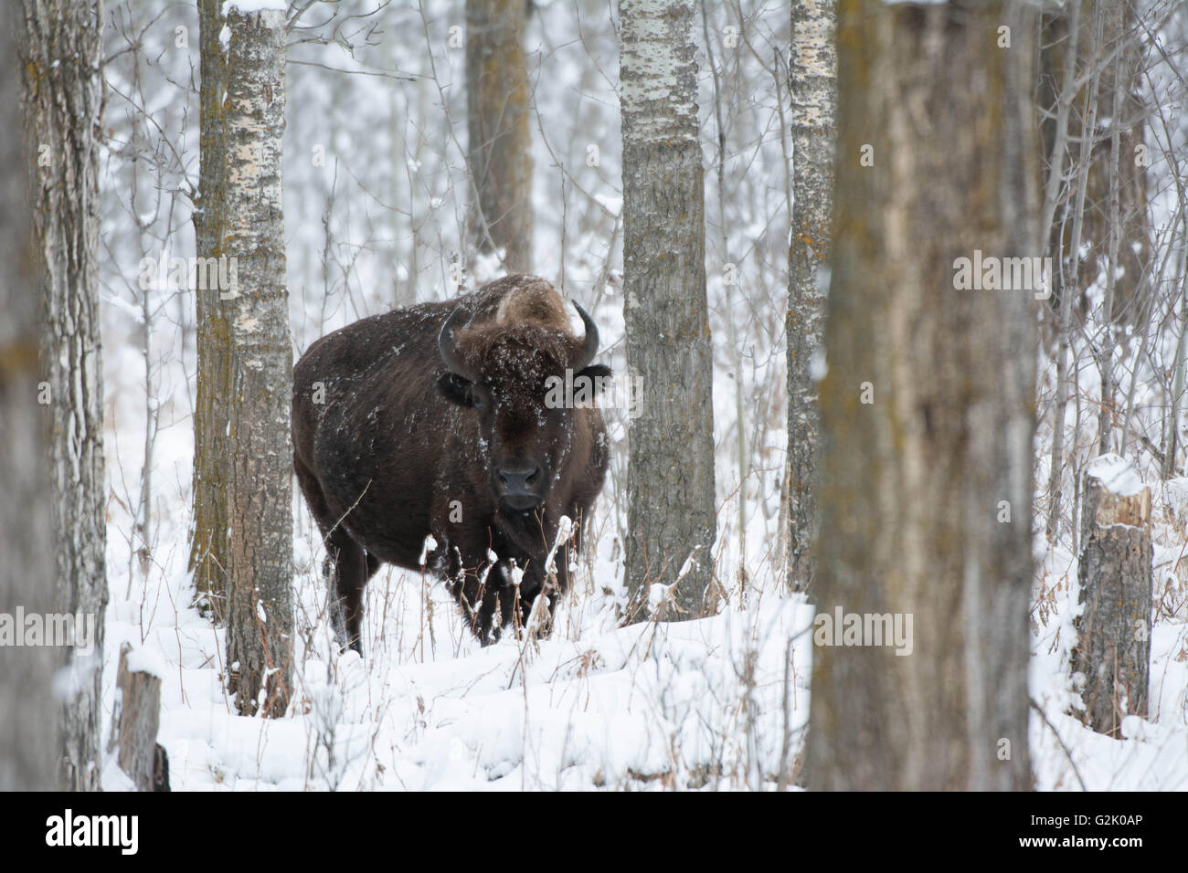 Bison bison, american bison, Alberta, Canada Stock Photo - Alamy