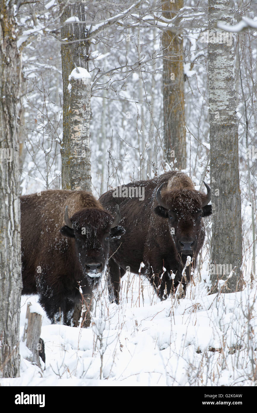 Bison bison, american bison, Alberta, Canada Stock Photo - Alamy
