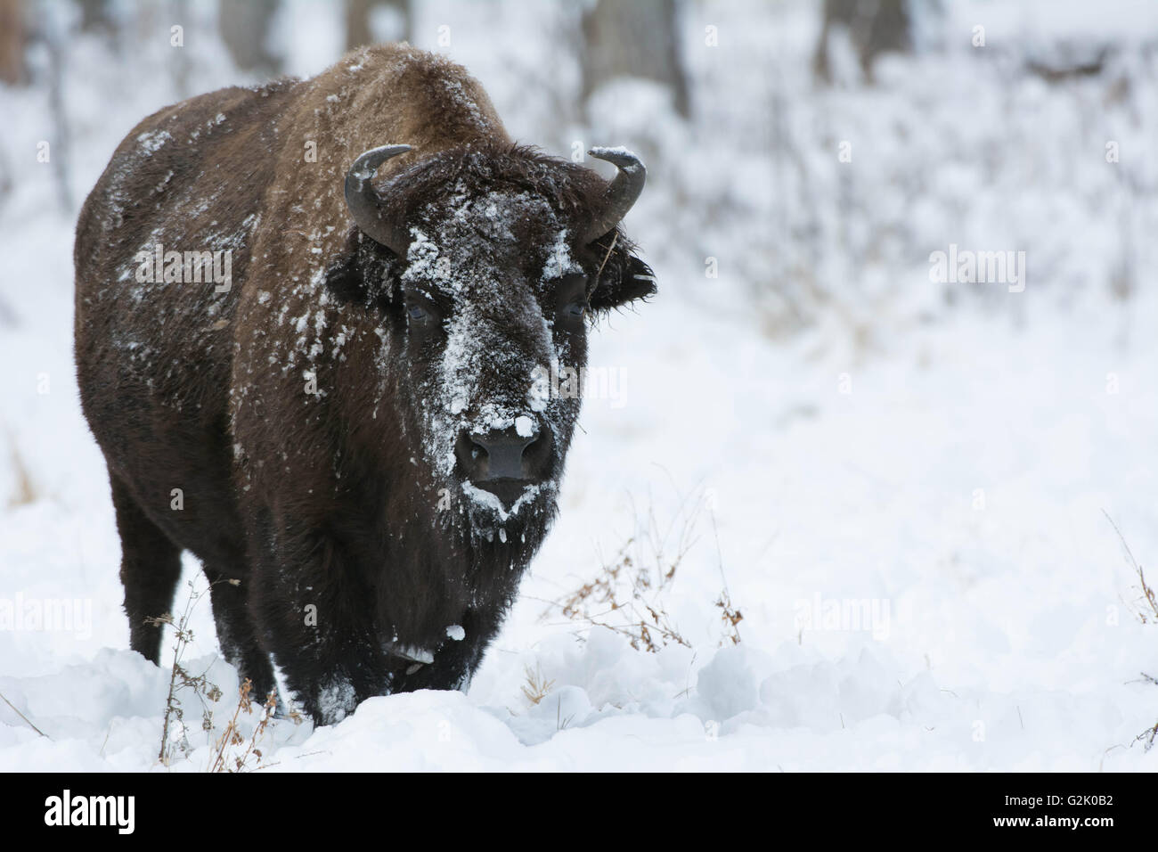 Bison bison, american bison, Alberta, Canada Stock Photo - Alamy