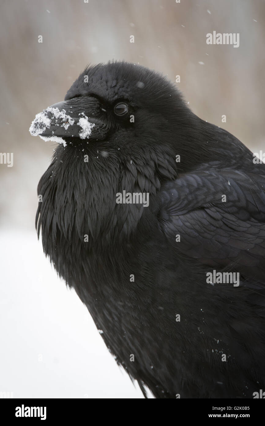 Raven snowy hi-res stock photography and images - Alamy