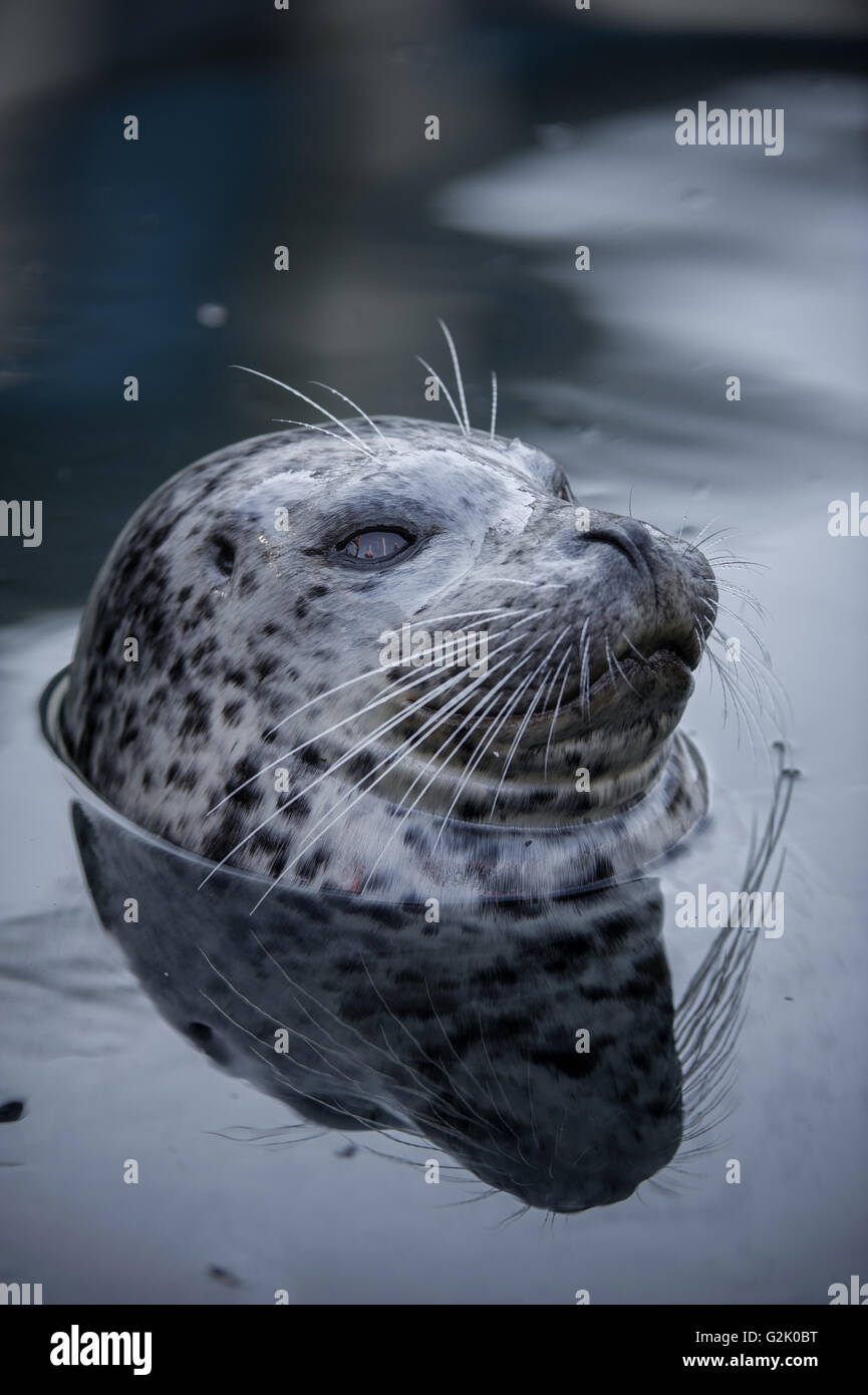 Pinnipedia hi-res stock photography and images - Alamy