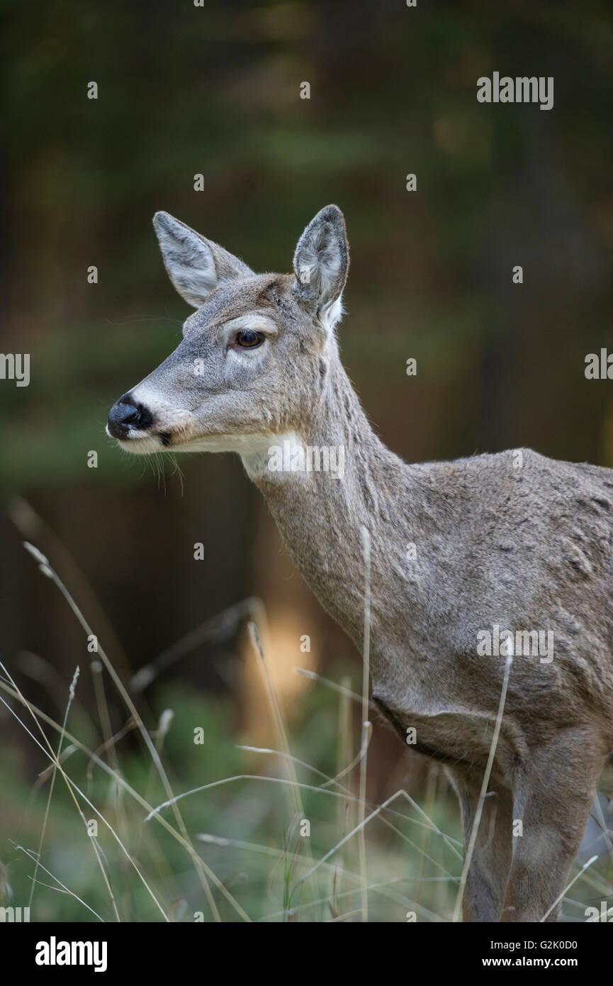 Female whitetail deer hi-res stock photography and images - Alamy