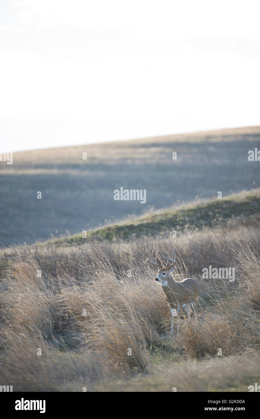 whitetail, deer, Odocoileus virginianus, buck, male, rocky mountains ...