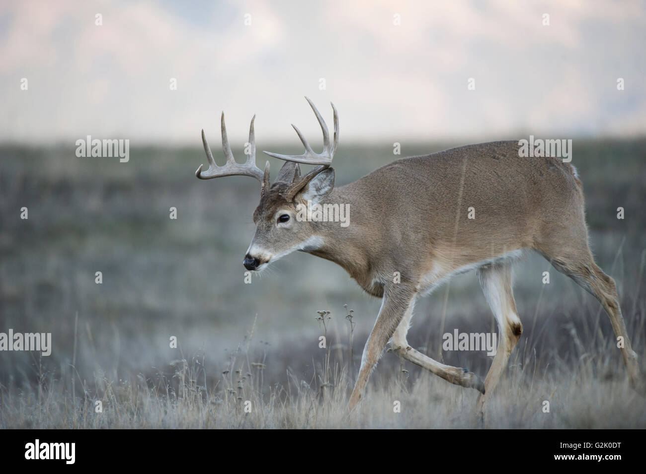 Whitetail deer side view hi-res stock photography and images - Alamy