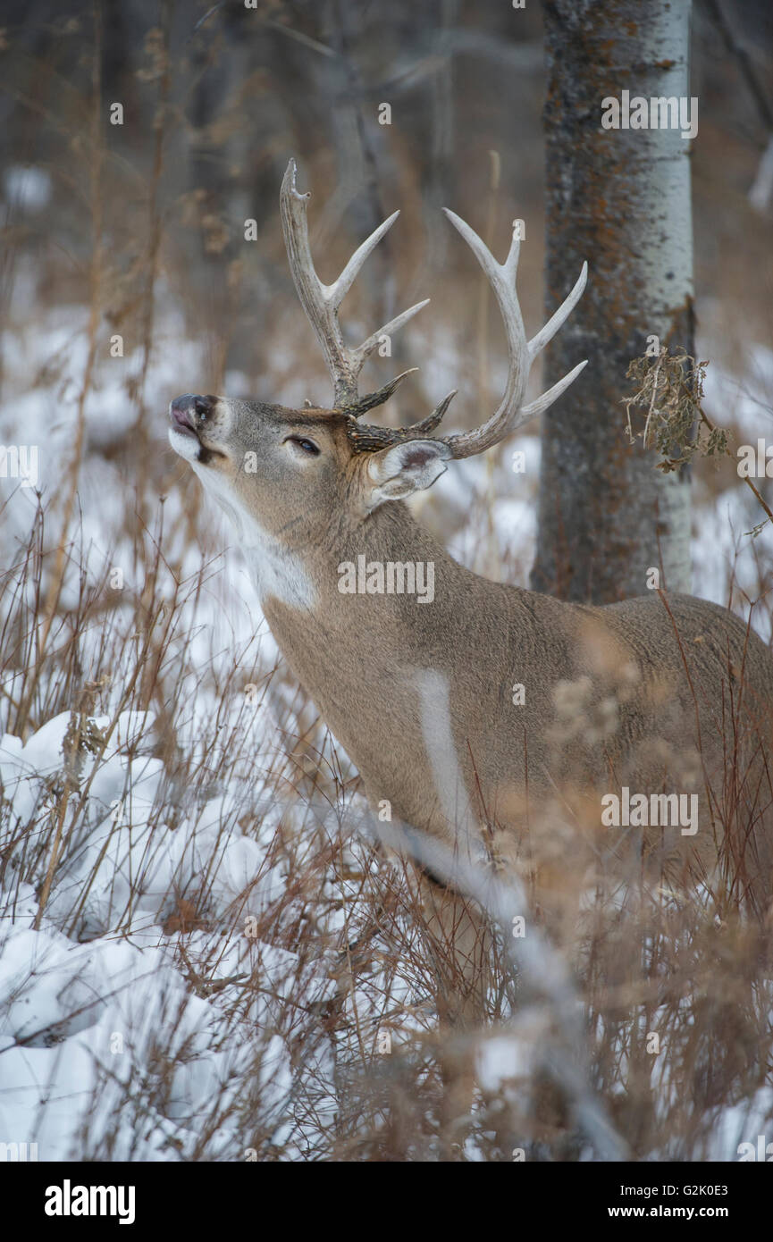 whitetail, deer, Odocoileus virginianus, buck, male, rocky mountains ...