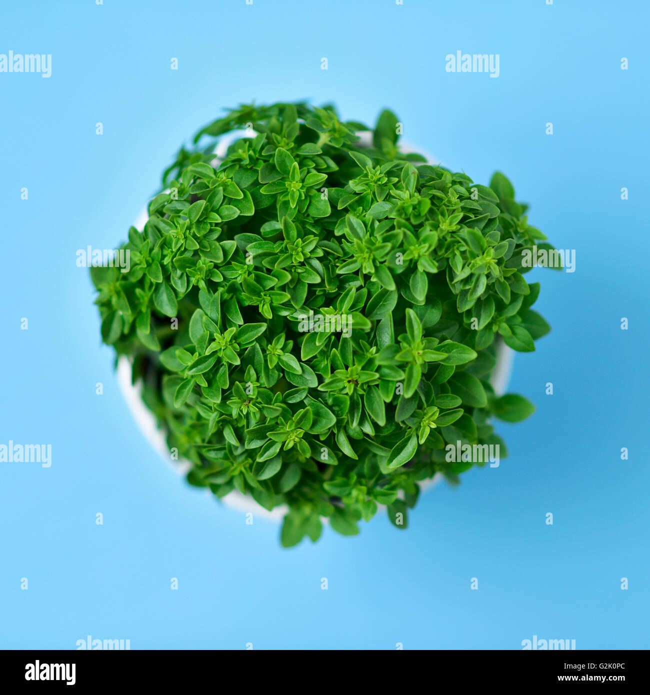 Ocimum minimum pot hi-res stock photography and images - Alamy