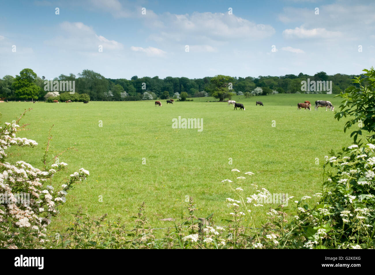 Healthy pasture hi-res stock photography and images - Alamy