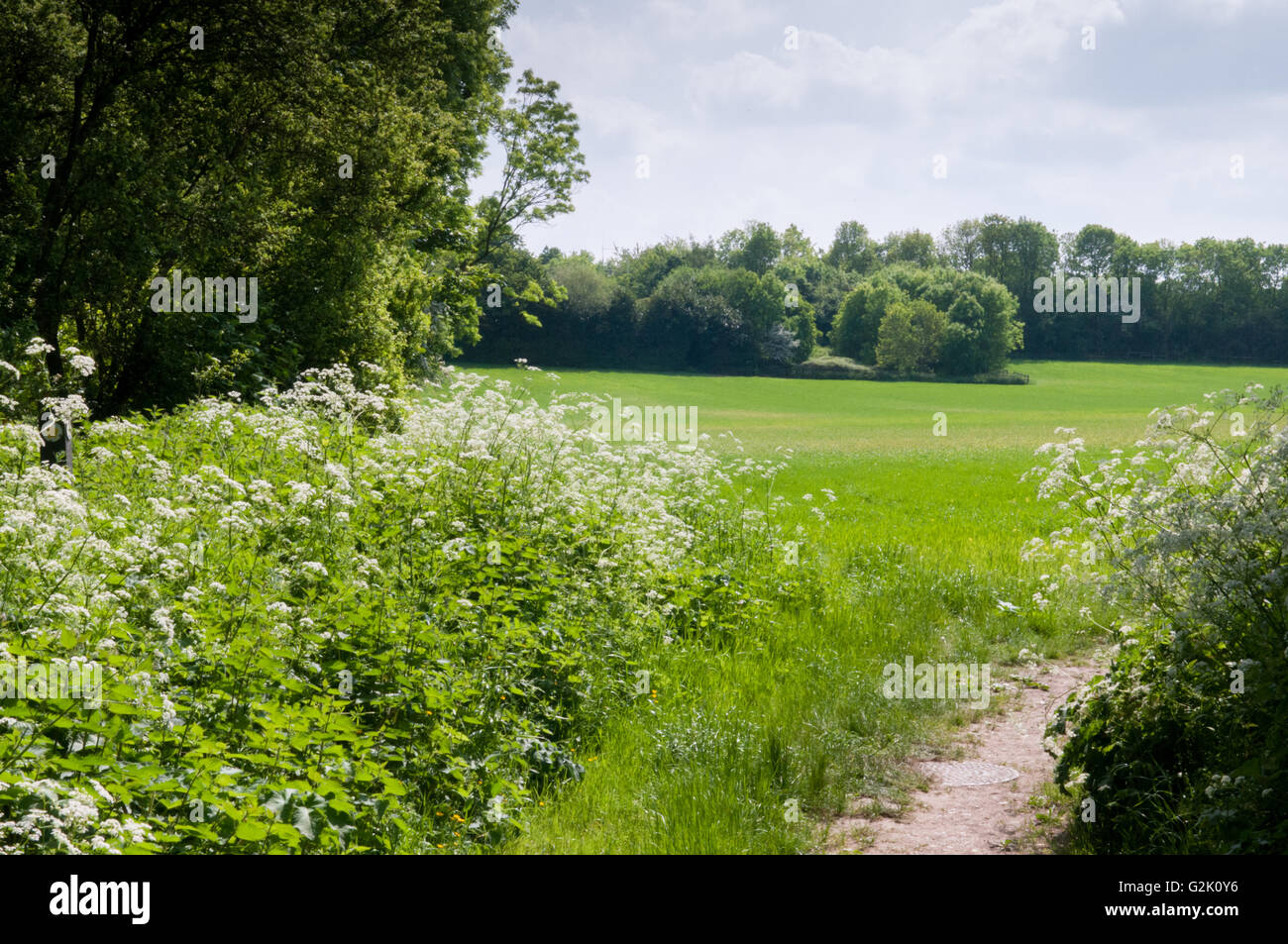 Green grass in the countryside hi-res stock photography and images - Alamy