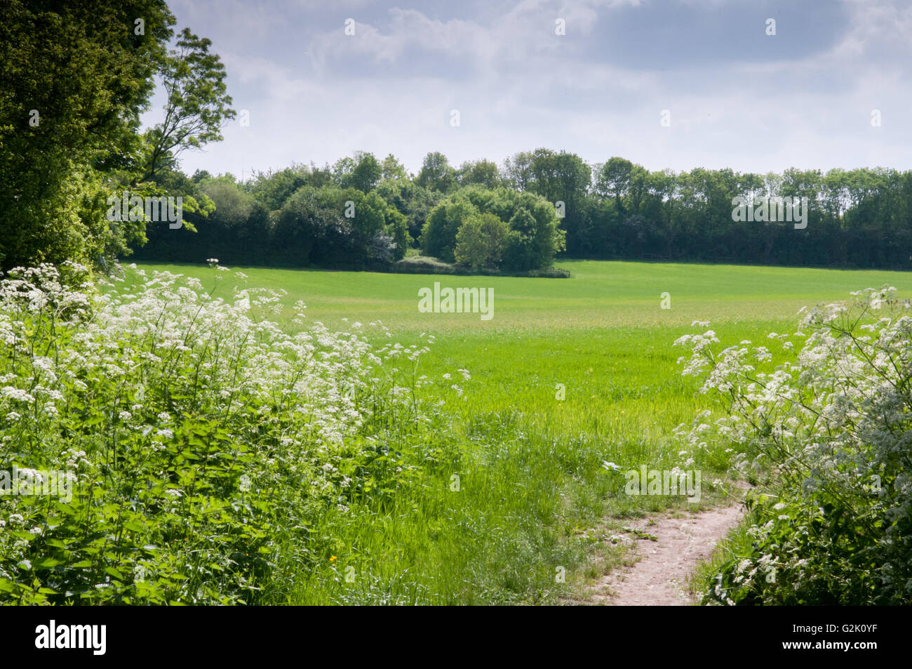 Green grass in the countryside hi-res stock photography and images - Alamy
