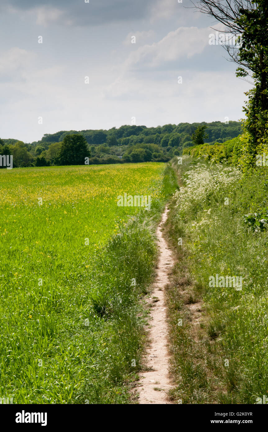 Grassy pathway through flowering hedgerow in the woods Stock Photo - Alamy