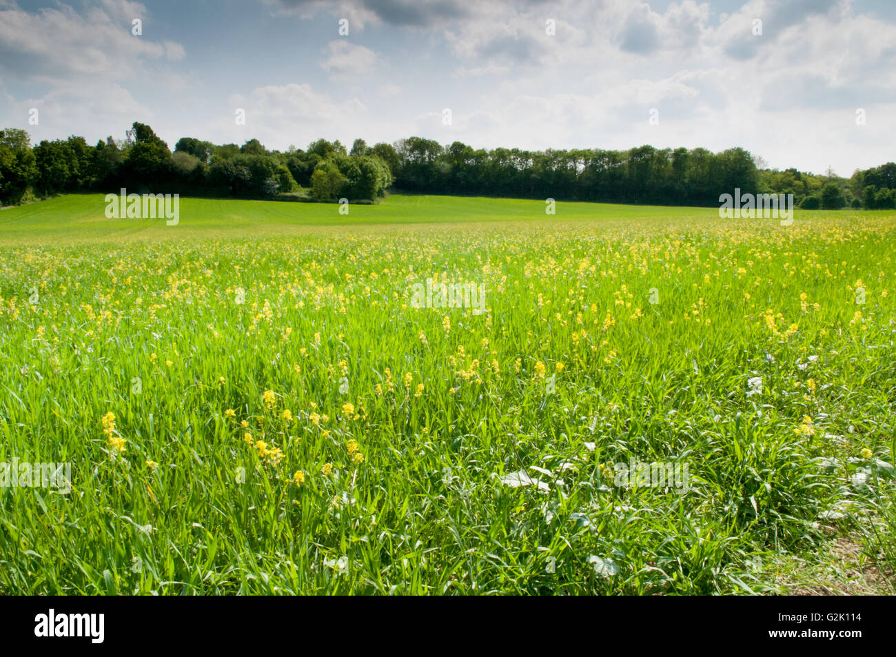 Sunlight over a grass landscape on a sunny summer day Stock Photo - Alamy