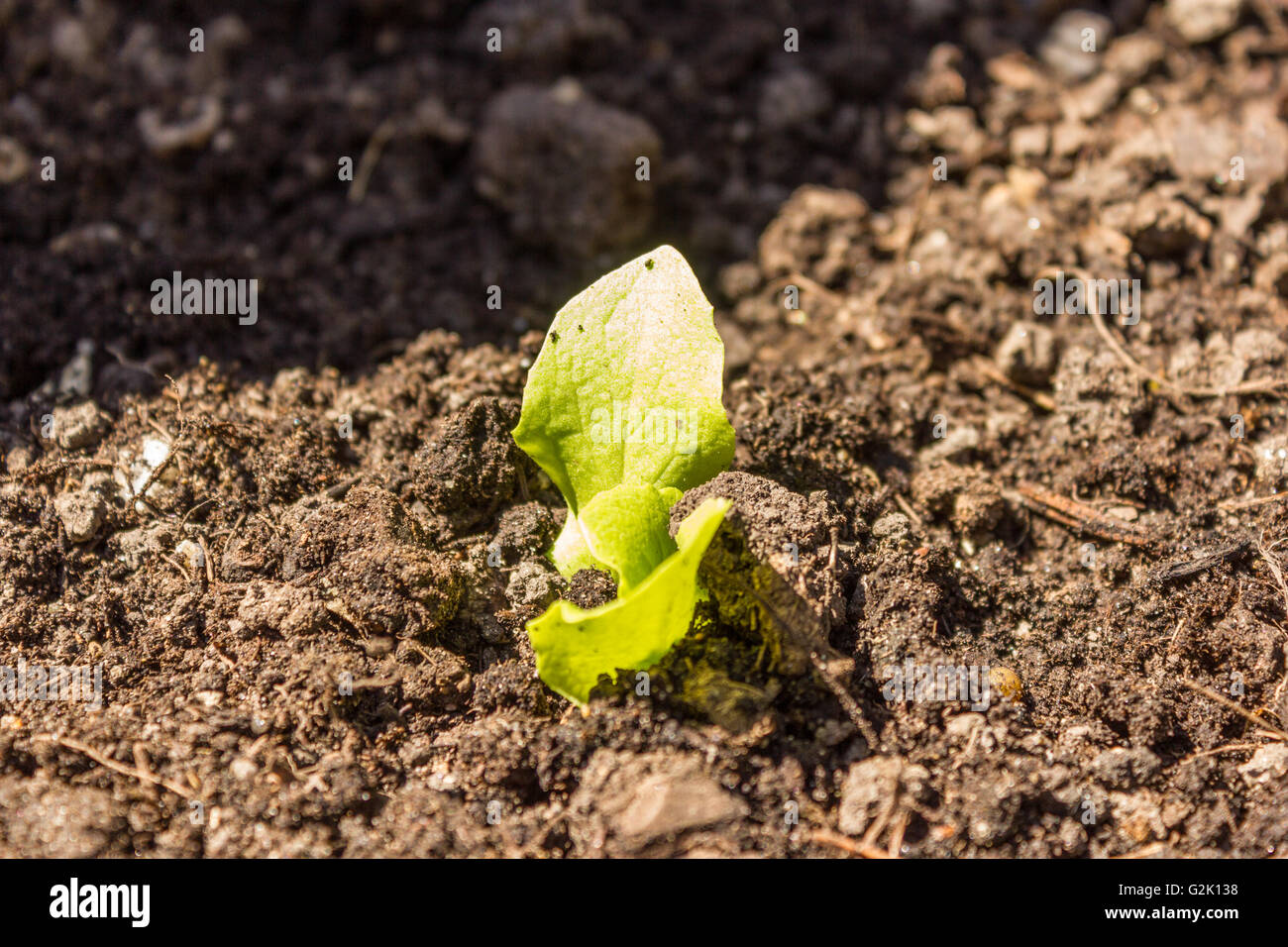 Common Earthworm Lumbricus terrestris Segmented Worm Stock Photo - Alamy