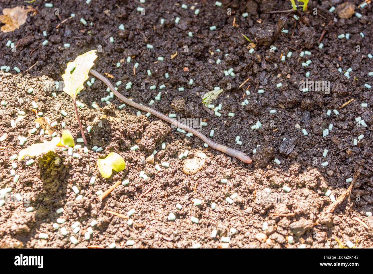 Common Earthworm Lumbricus terrestris Segmented Worm Stock Photo - Alamy