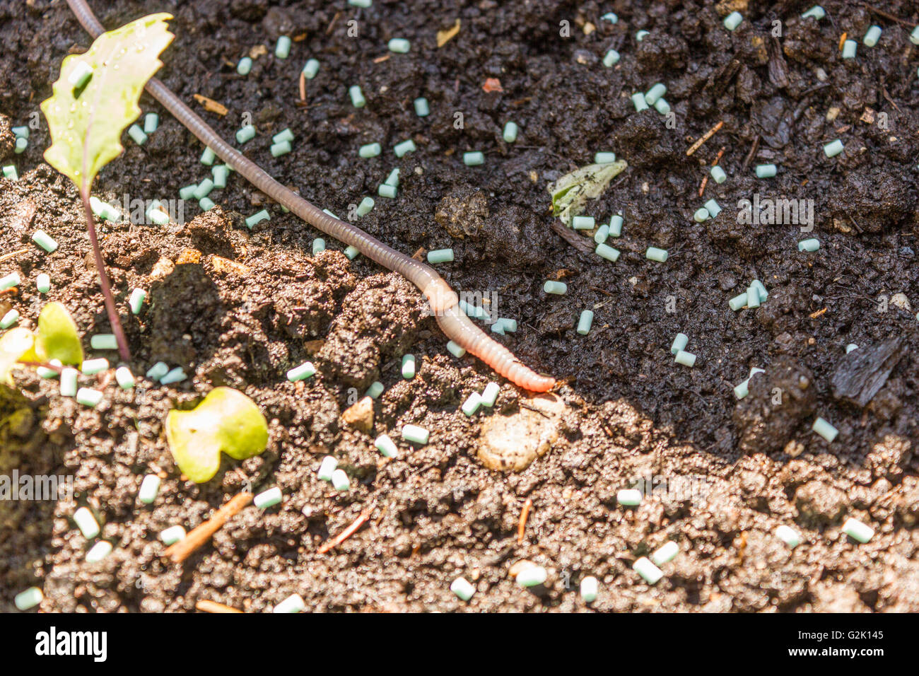 Segmented worms hi-res stock photography and images - Alamy