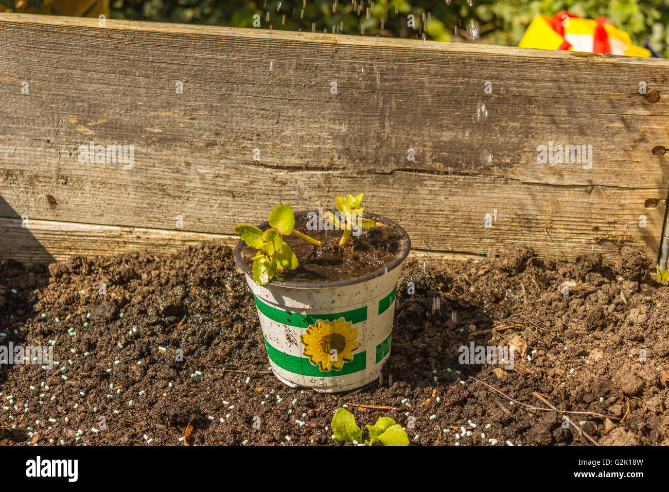 Common earthworm earthworm lob worm hi-res stock photography and images ...