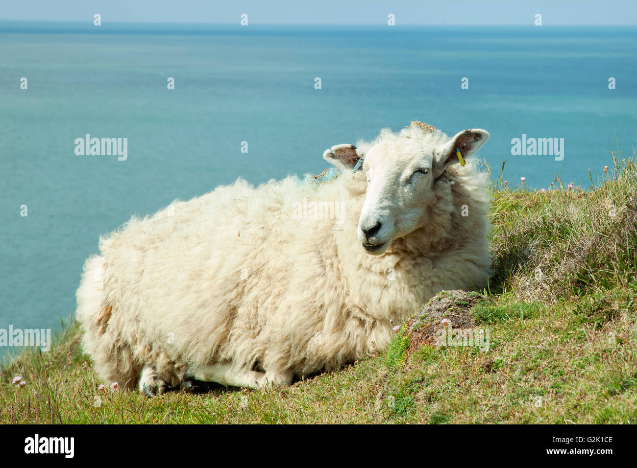 Sheep on the coastal walk at Mortehoe in Devon Stock Photo - Alamy
