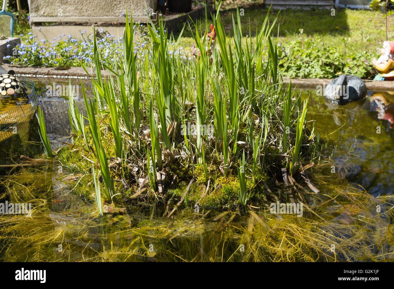 Common earthworm earthworm lob worm hi-res stock photography and images ...