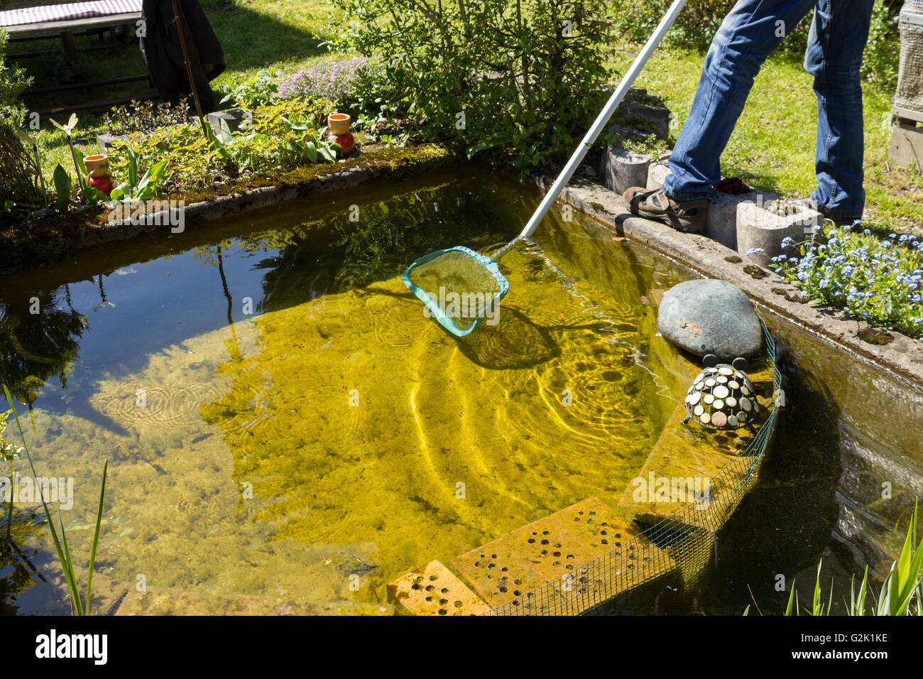 gardener cleans pond with a net, swimming pond with flowering shore ...