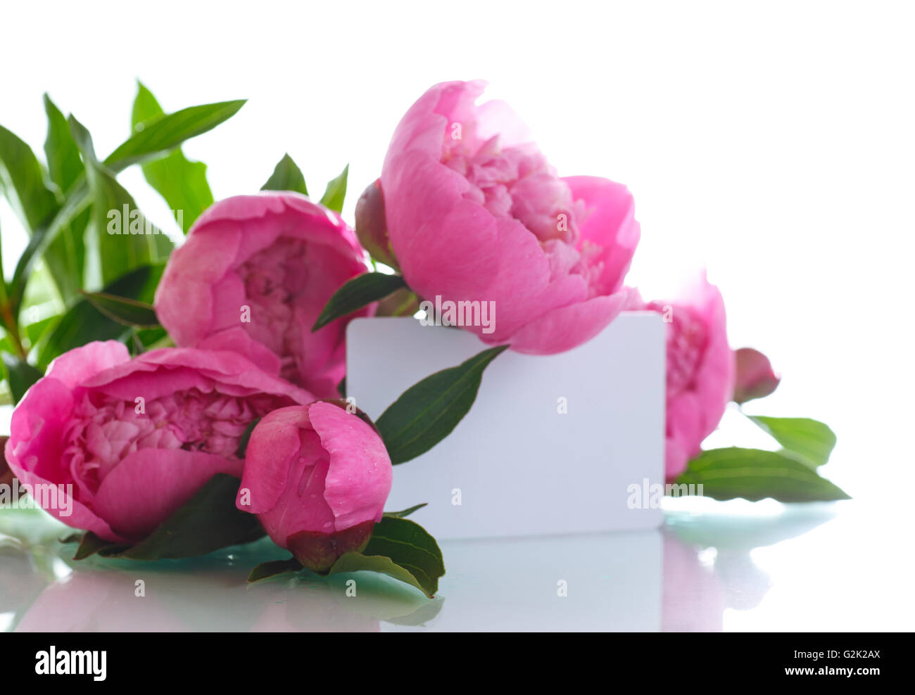 beautiful pink peonies Stock Photo - Alamy