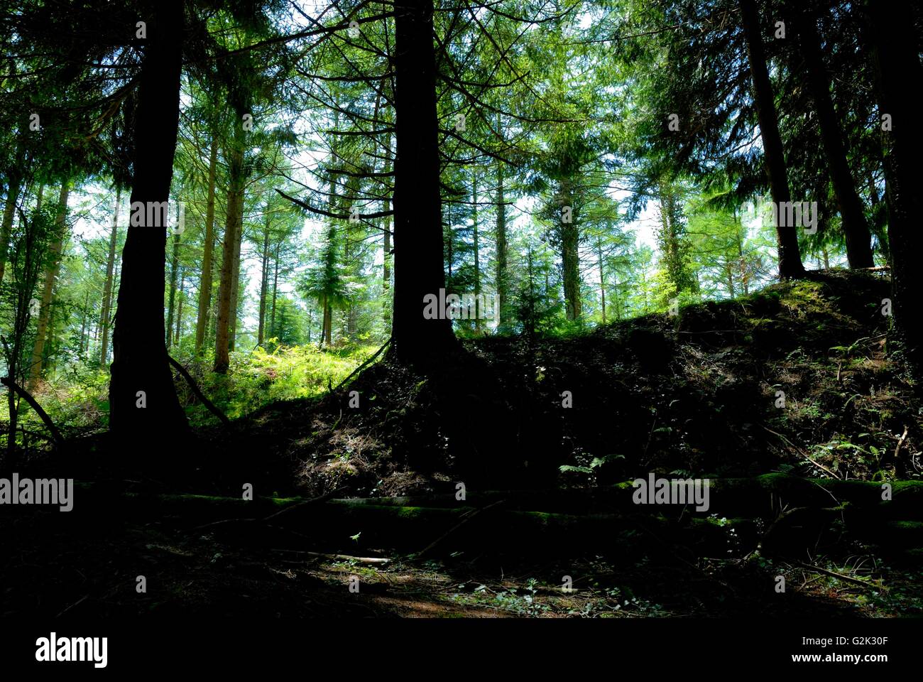 Pure nature, forest, wood,dream Stock Photo - Alamy