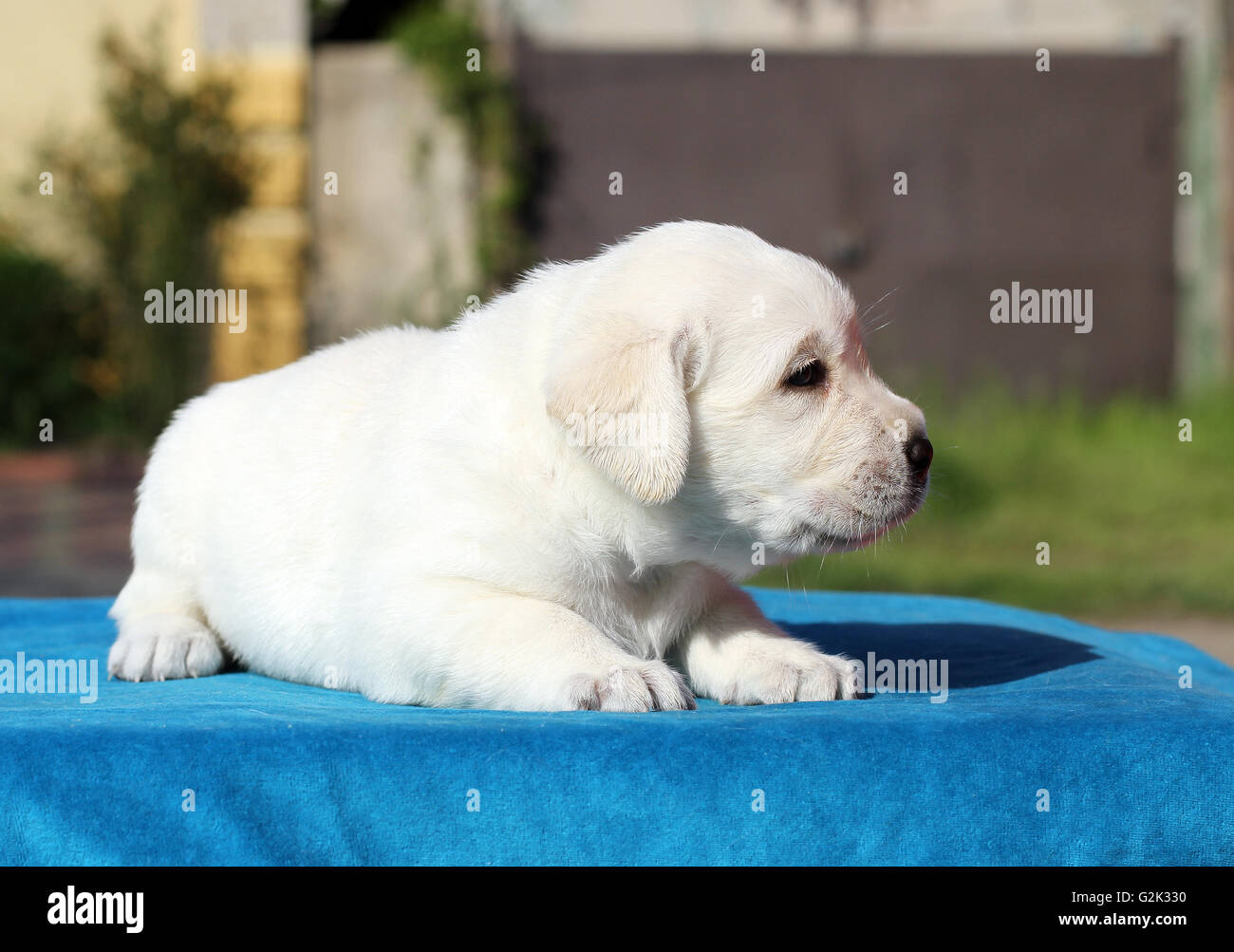 a little yellow labrador puppy sitting on blue background Stock Photo ...