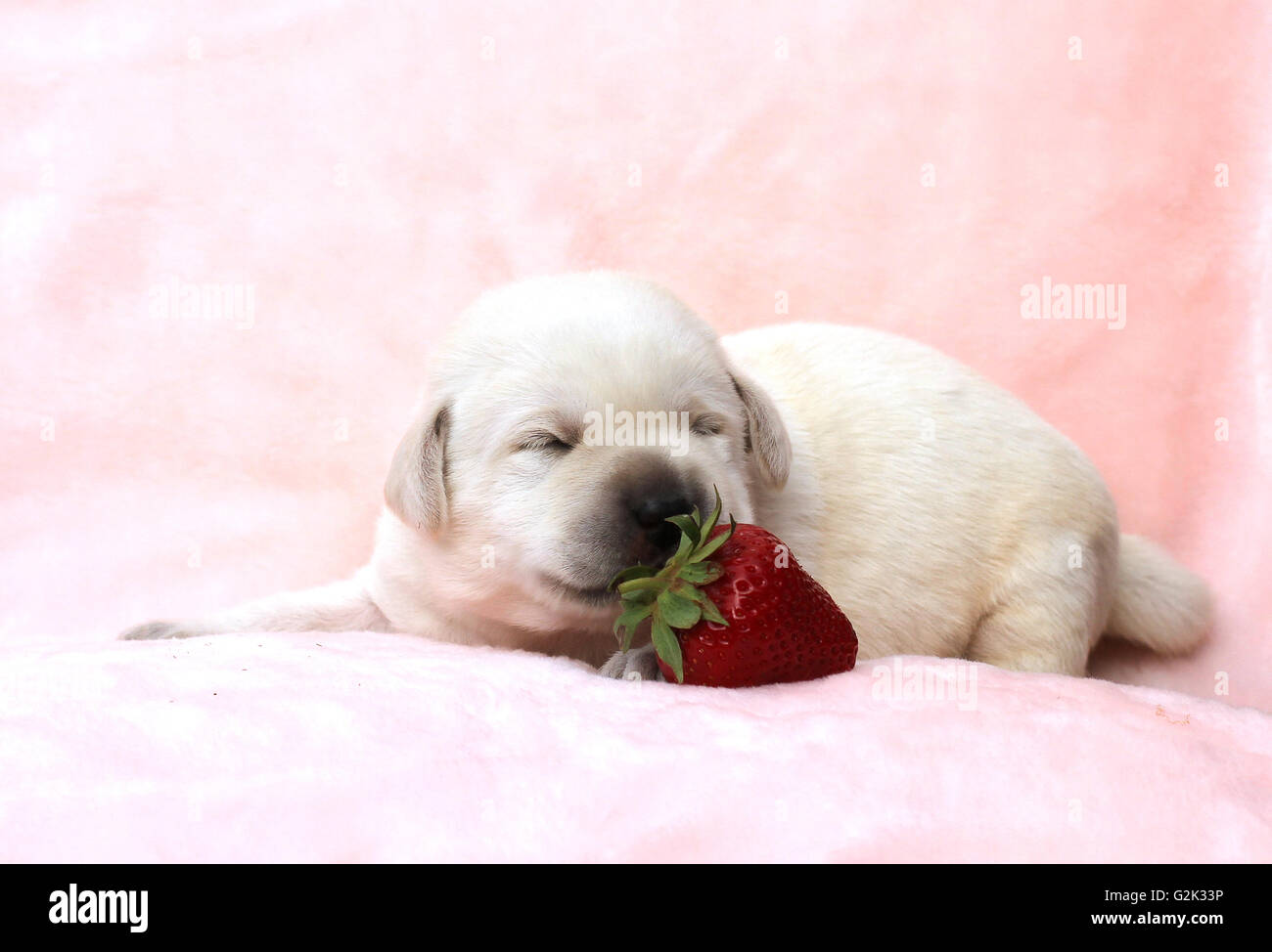 a little yellow labrador puppy sitting on red background with a ...