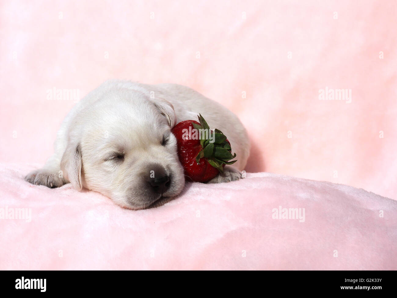 cute little yellow labrador puppy sitting on red background with a ...