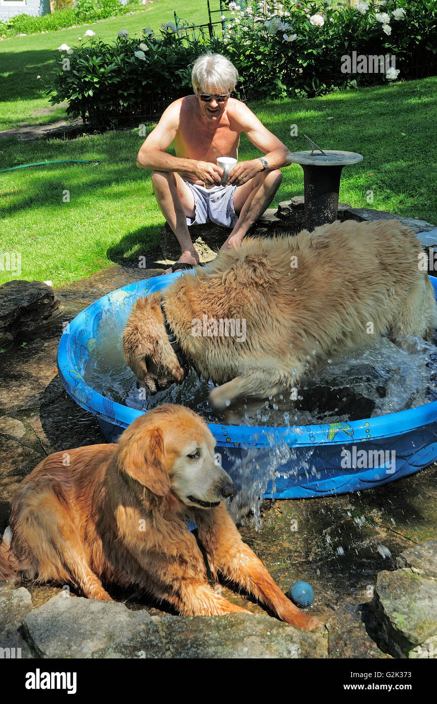 Golden retriever in pool swim hi-res stock photography and images - Alamy