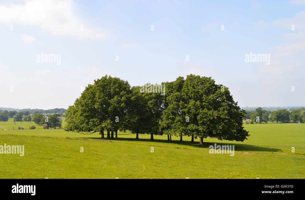 Windsorgreatpark hi-res stock photography and images - Alamy