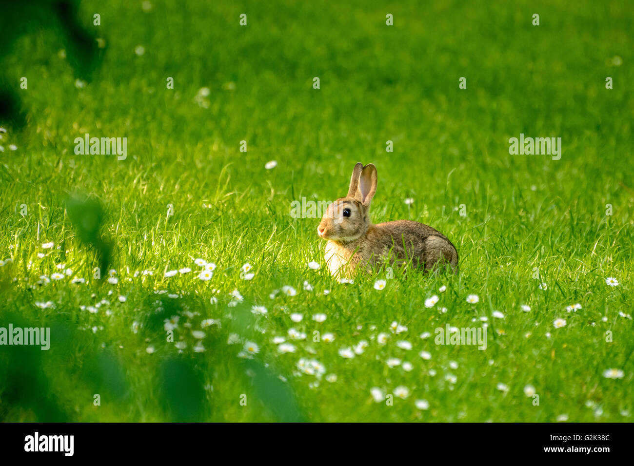 Young rabbit in a meadow with white daisies Stock Photo - Alamy
