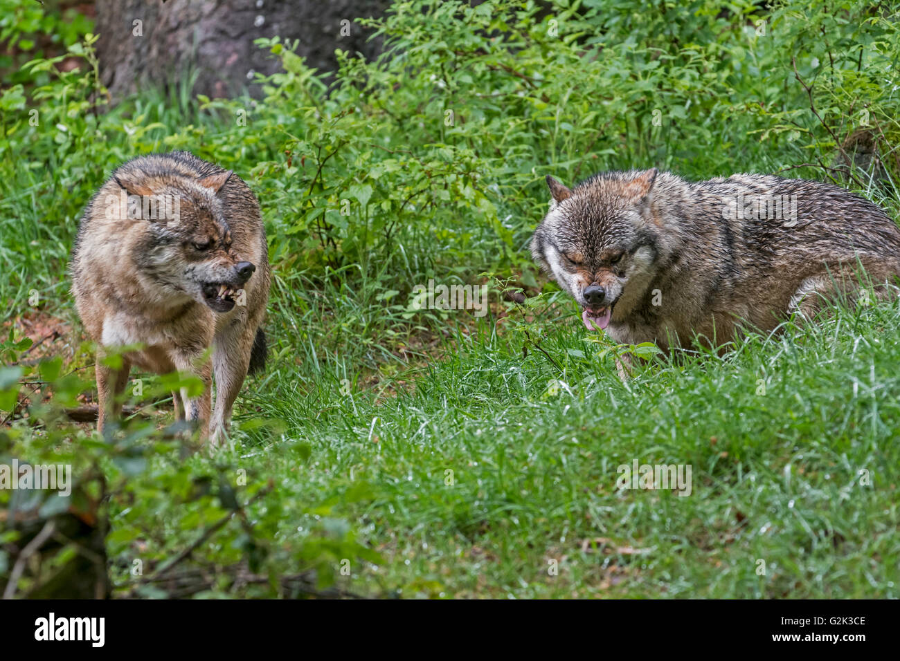 Two aggressive gray wolves / grey wolves (Canis lupus) snarling with ...
