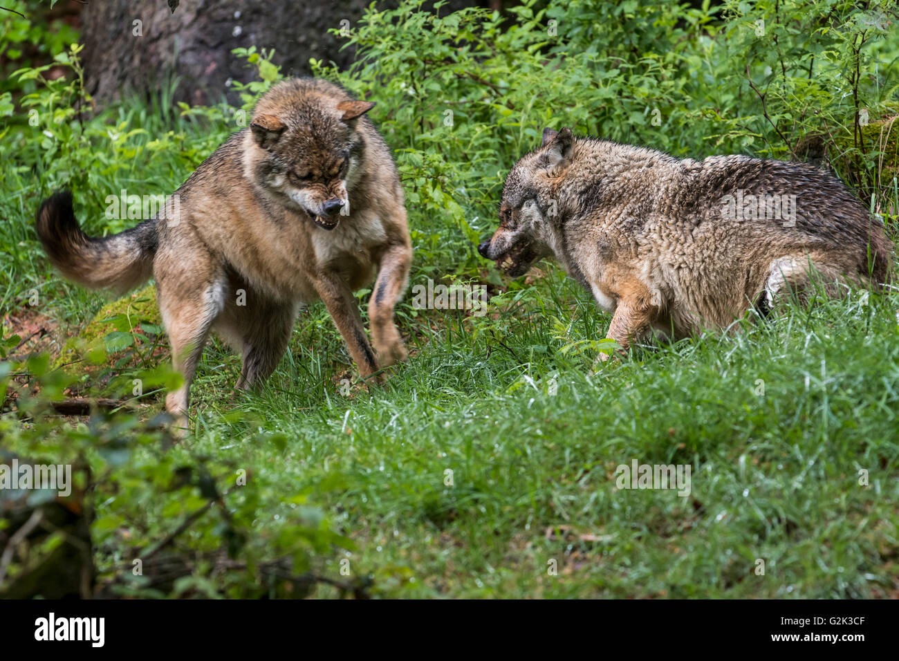 Two aggressive gray wolves / grey wolves (Canis lupus) fighting while ...