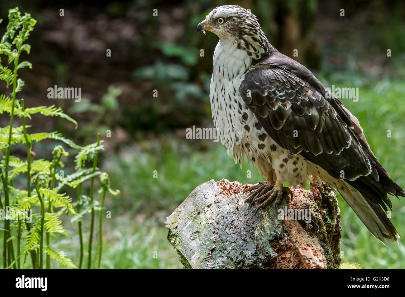 European honey buzzard (Pernis apivorus) perched on tree stump Stock ...