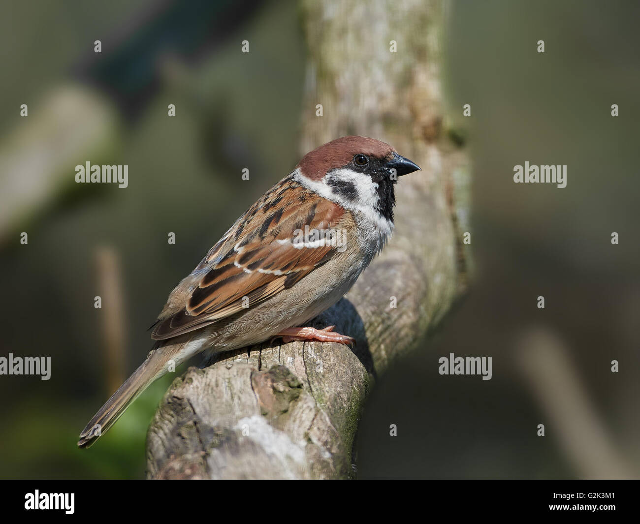Eurasian tree sparrow hi-res stock photography and images - Alamy