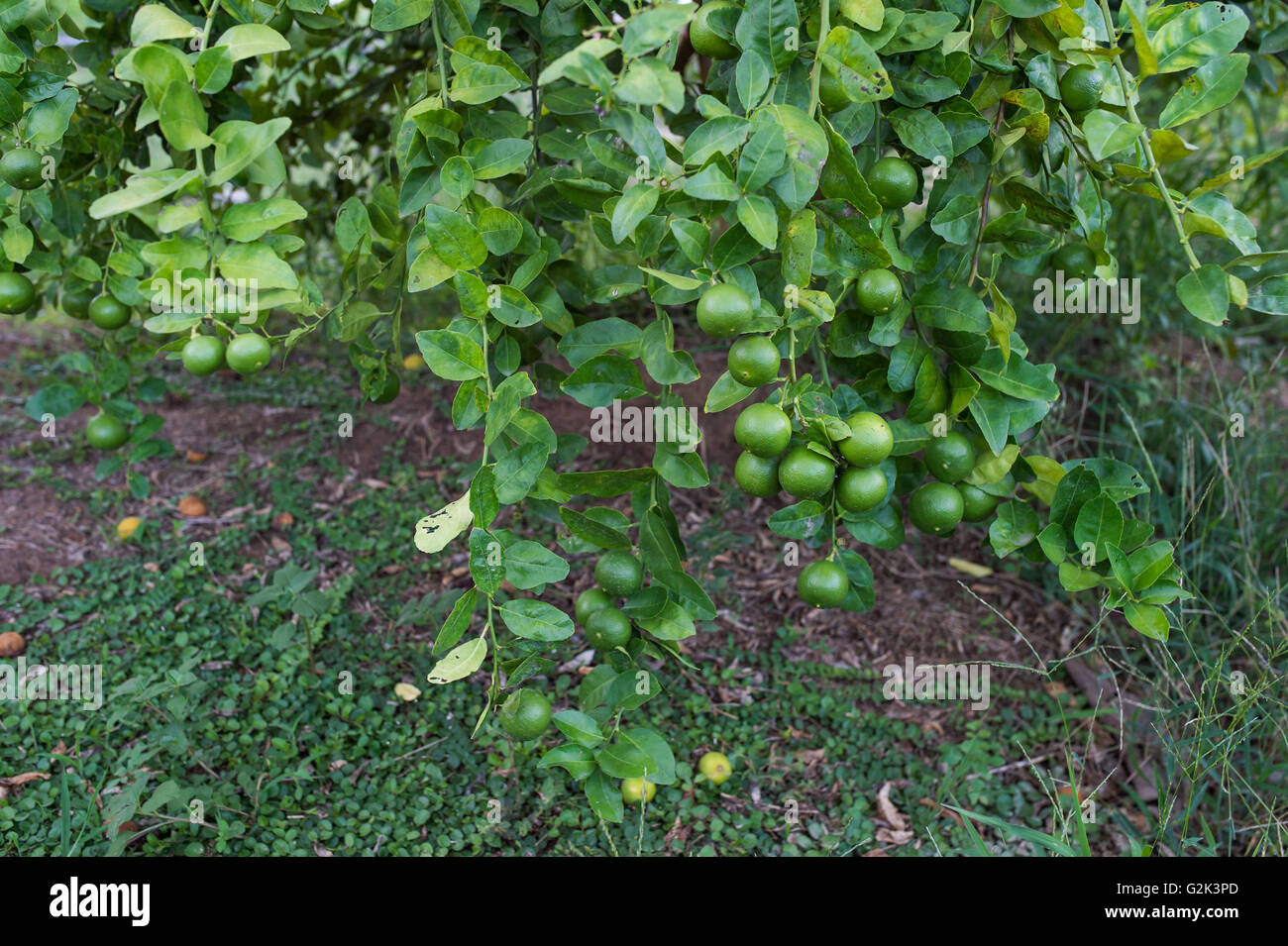 Lime green tree hanging from the branches of it Stock Photo - Alamy