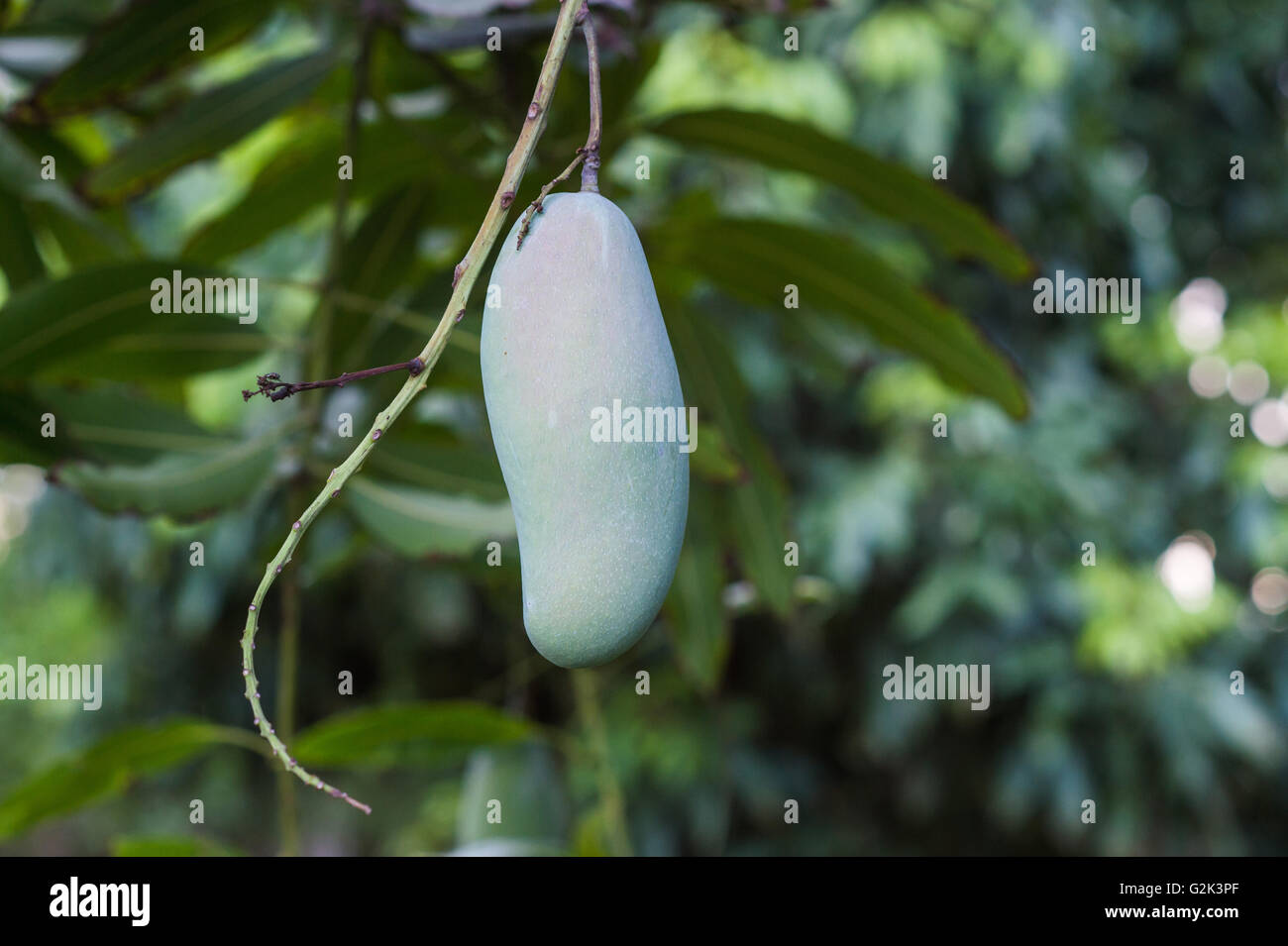 Mango tree stem hi-res stock photography and images - Alamy