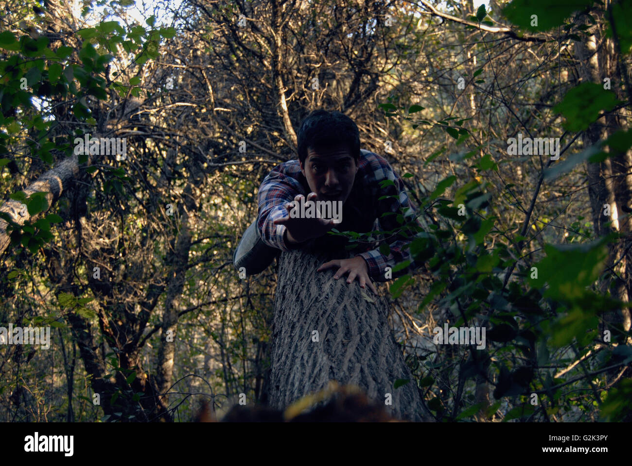 boy in a tree falling, delusion perspective view Stock Photo - Alamy