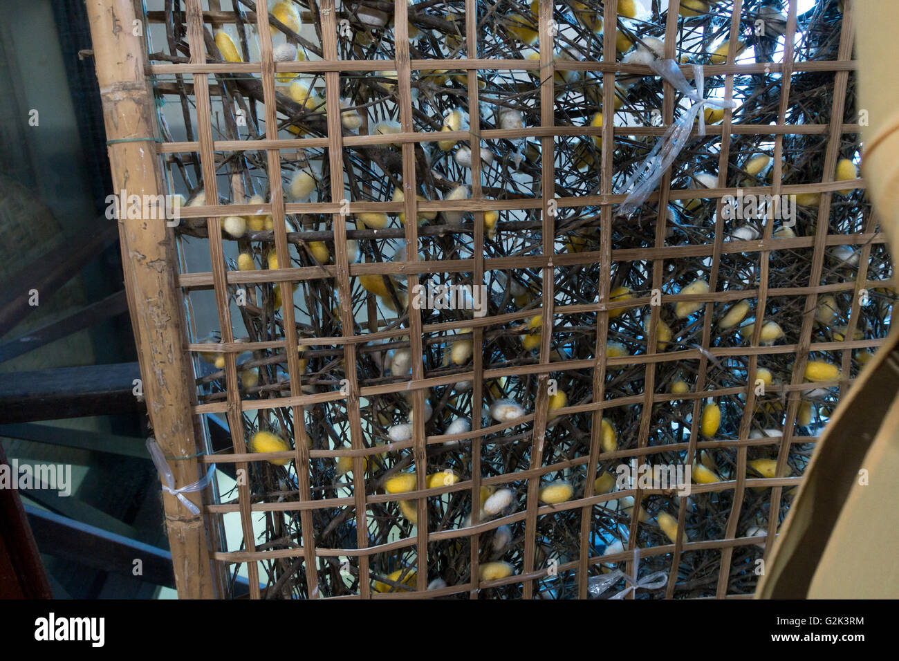 Cocoon making hi-res stock photography and images - Alamy