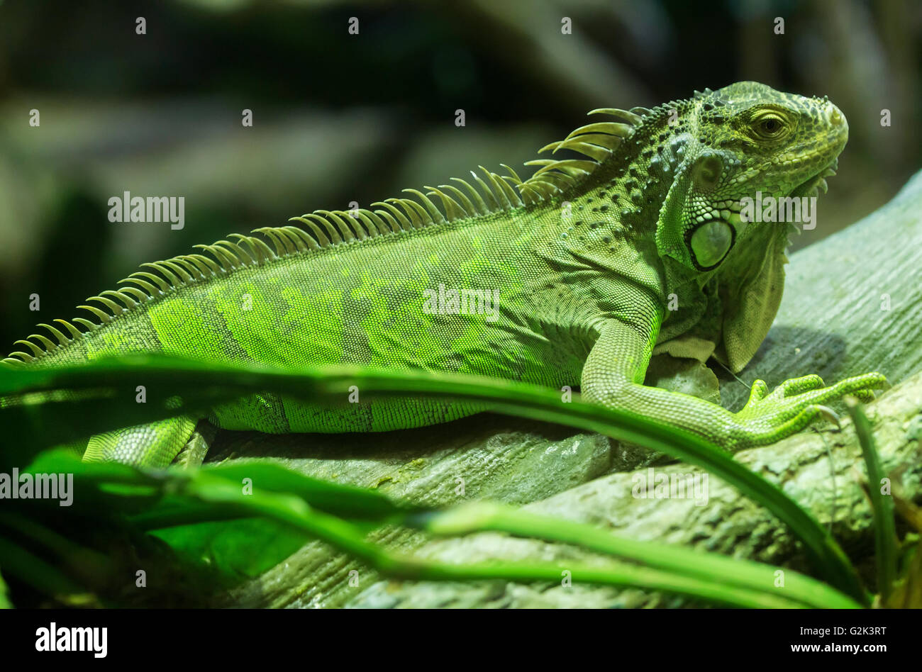 Green Iguana (Iguana Iguana : The Green Iguana: Conserving the Lizard ...