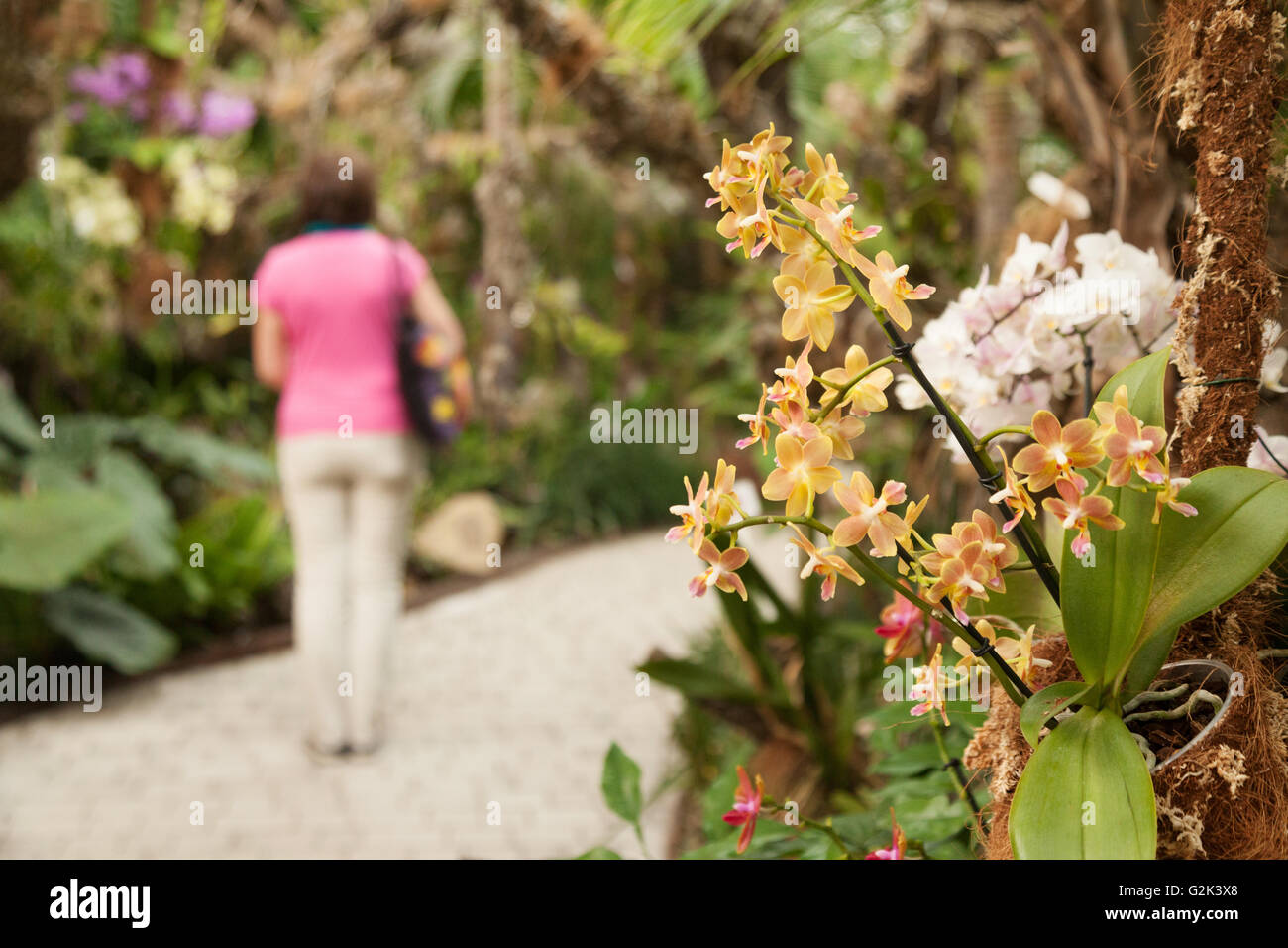 Orchid house hi-res stock photography and images - Alamy