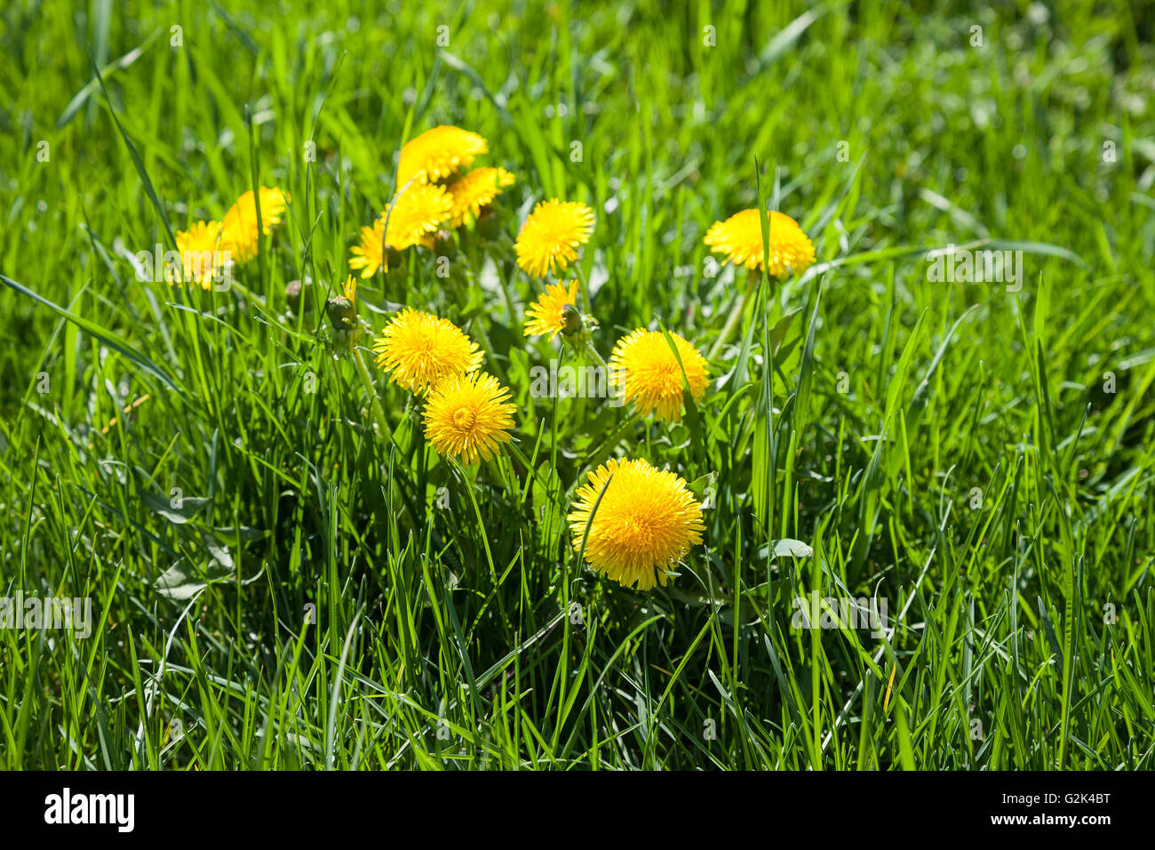 Dandelions in the grass hi-res stock photography and images - Alamy