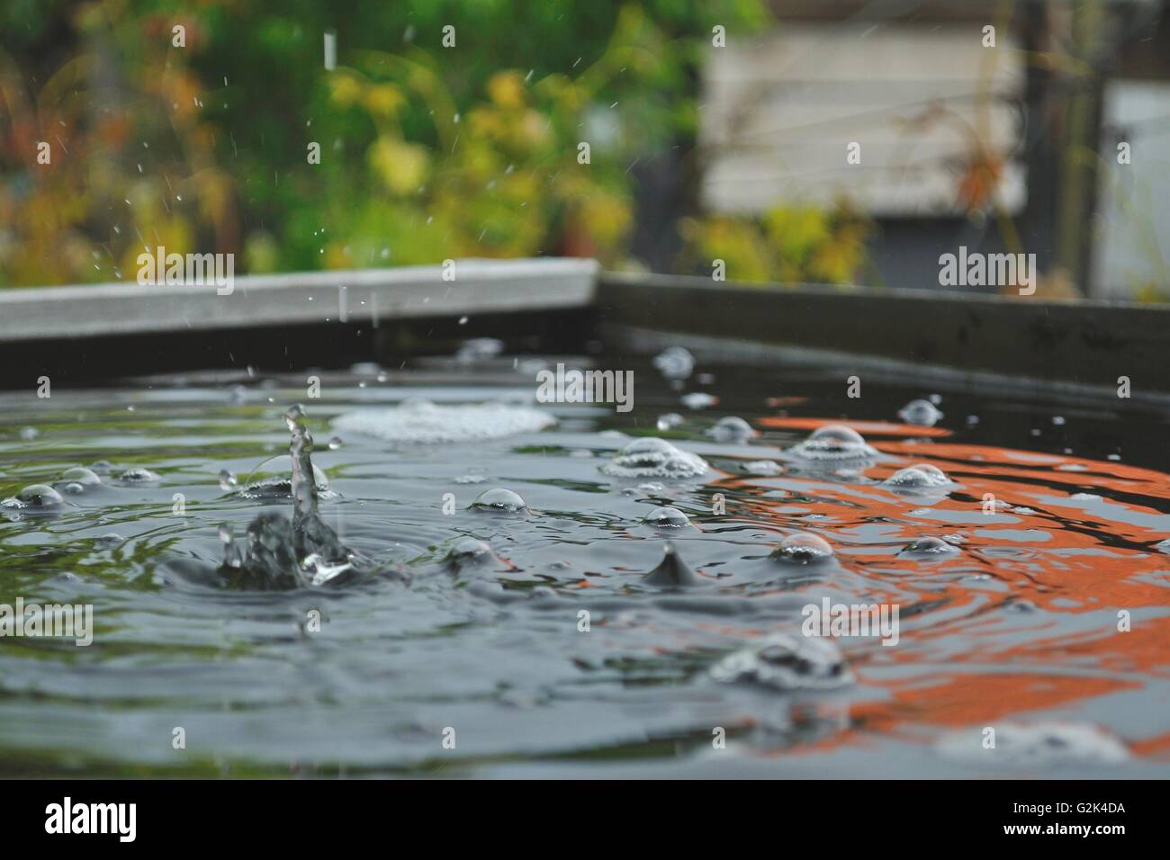 Detail view of raindrops on the water Stock Photo - Alamy