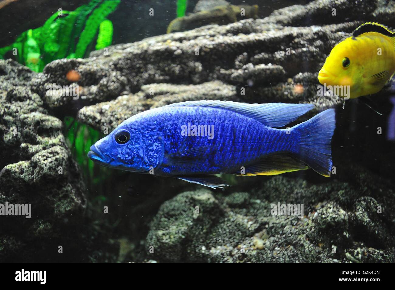 Blue and yellow fish in aquarium Stock Photo - Alamy