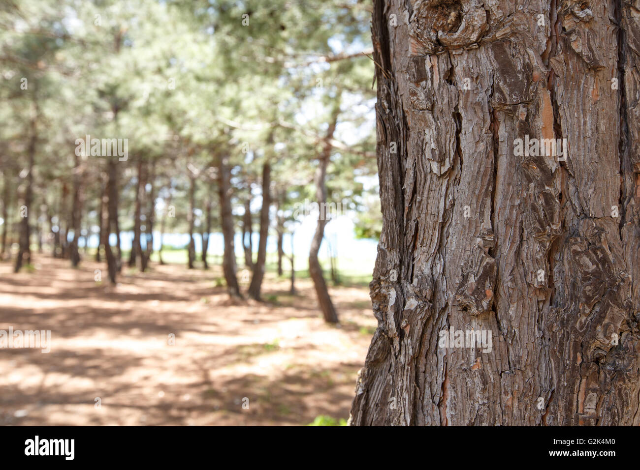 tree trunk closeup rough grow park crust brown wide strong old plank ...