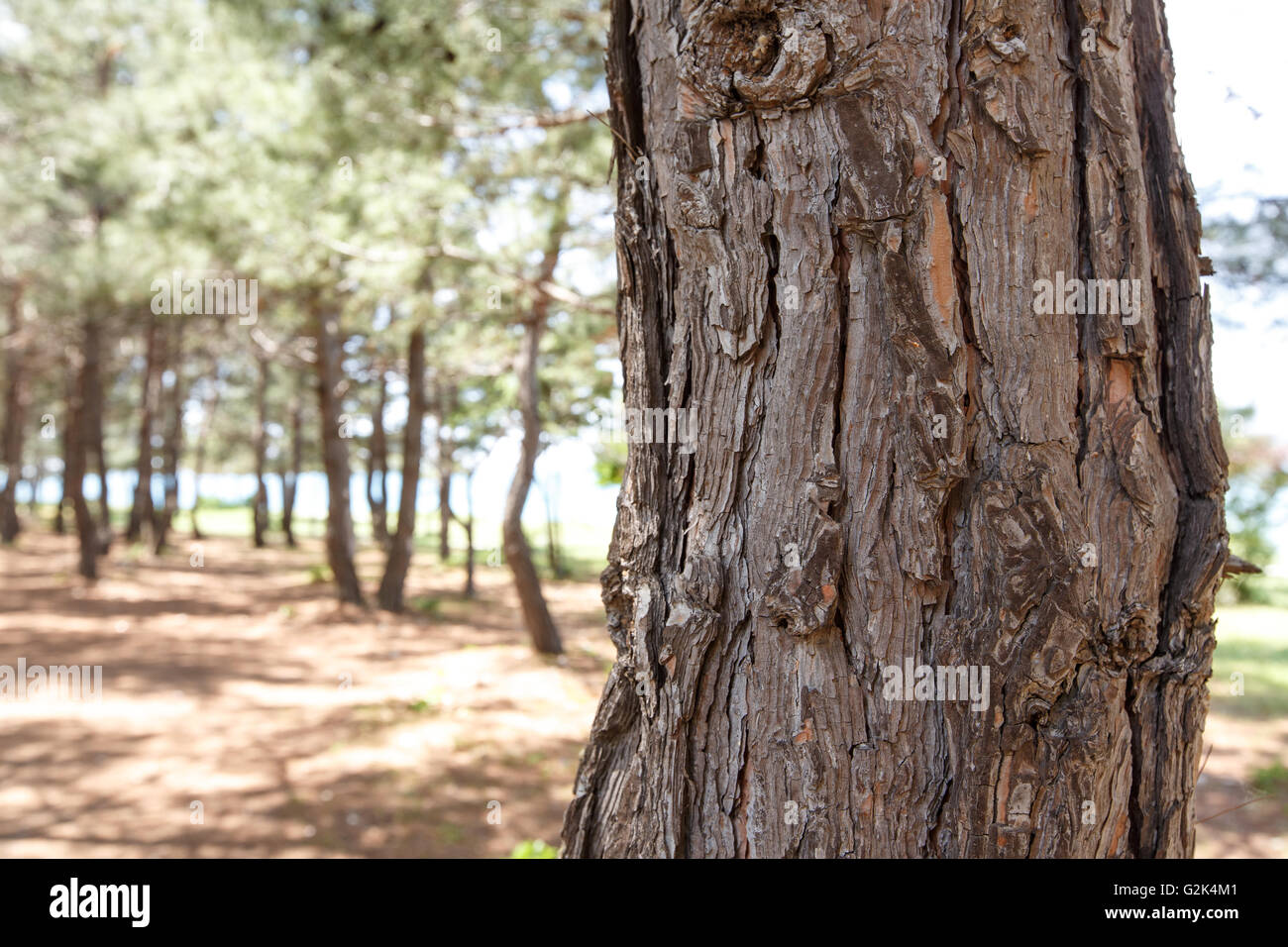 Wide tree trunk hi-res stock photography and images - Alamy