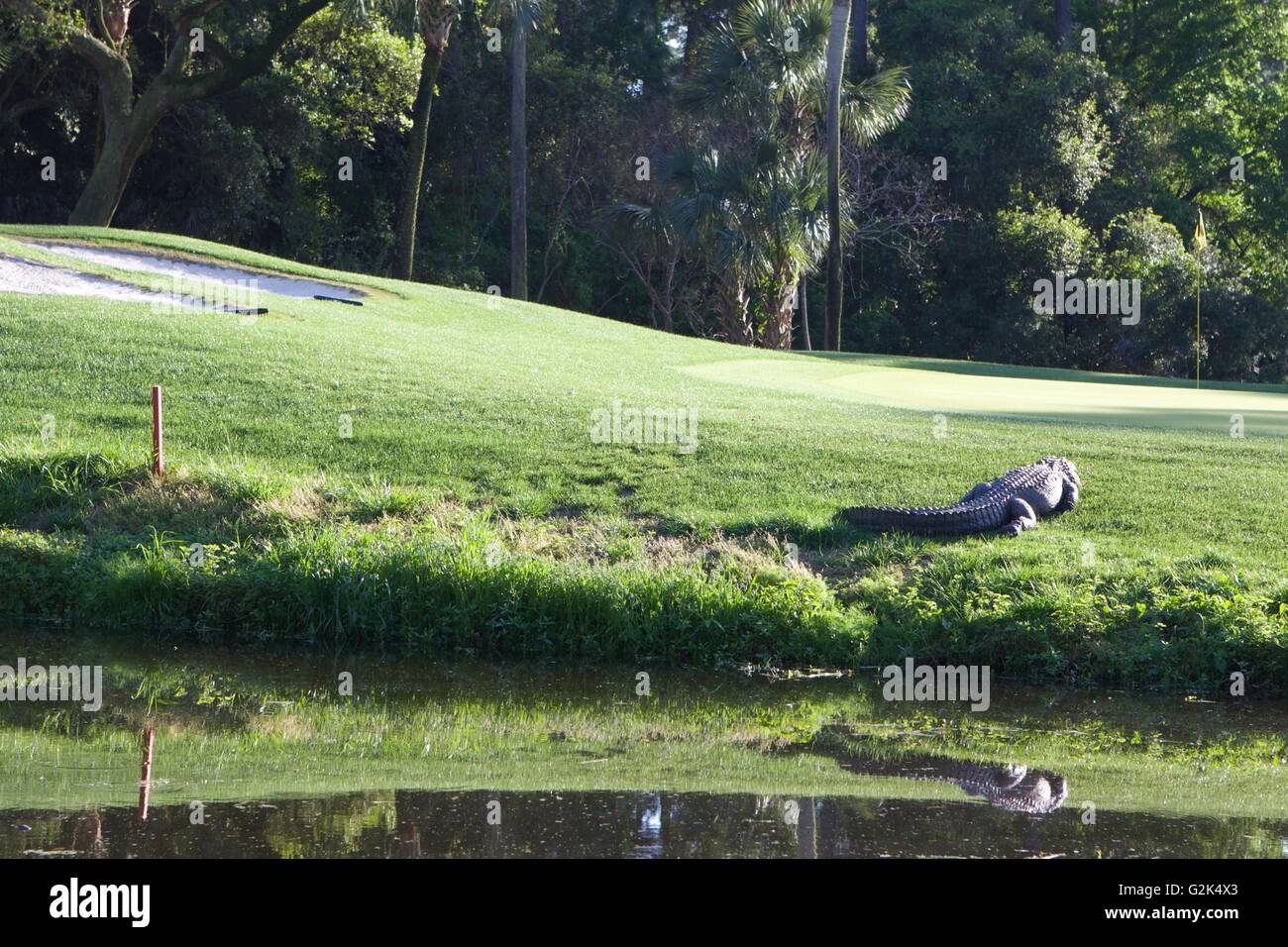 A crocodile on a golf course Stock Photo - Alamy