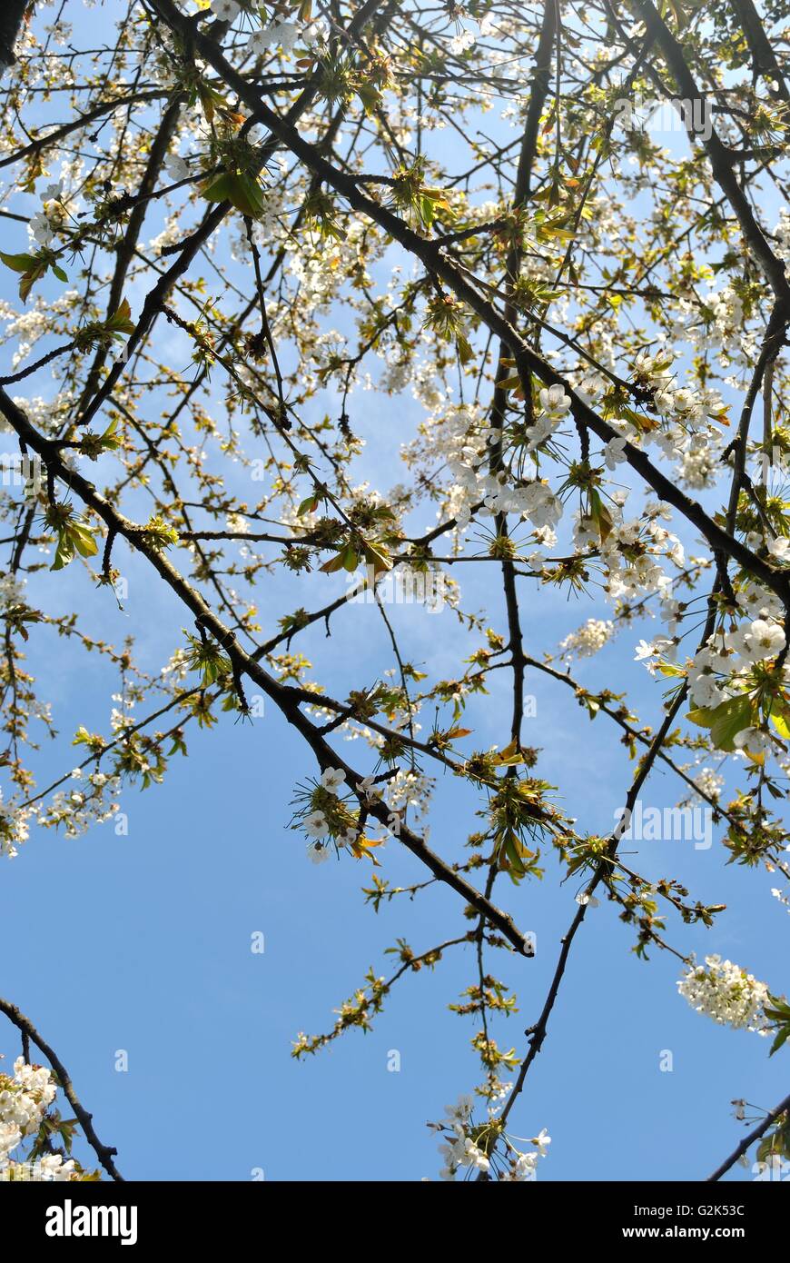 Growth flower hi-res stock photography and images - Alamy