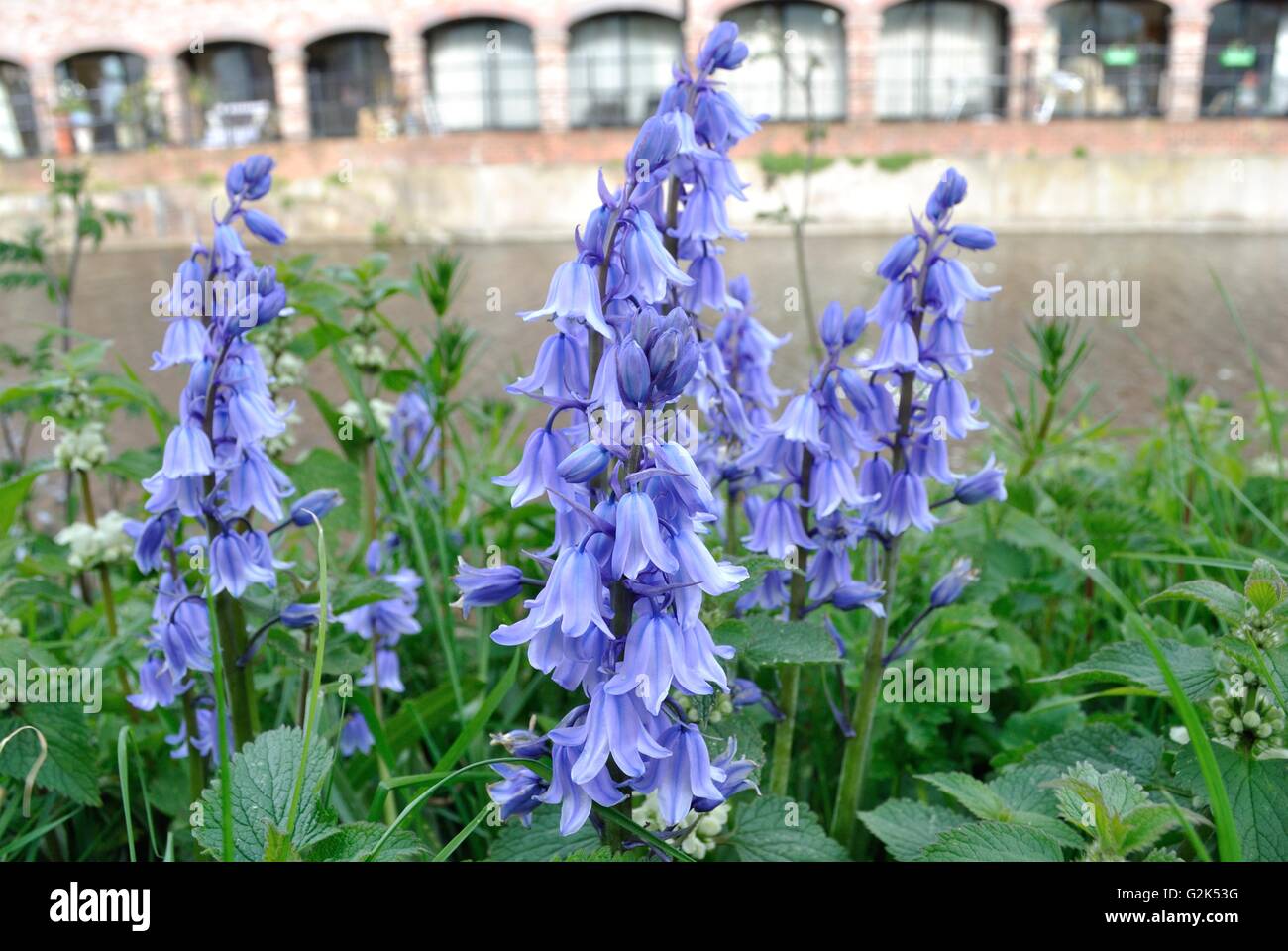 Canal plants hi-res stock photography and images - Alamy