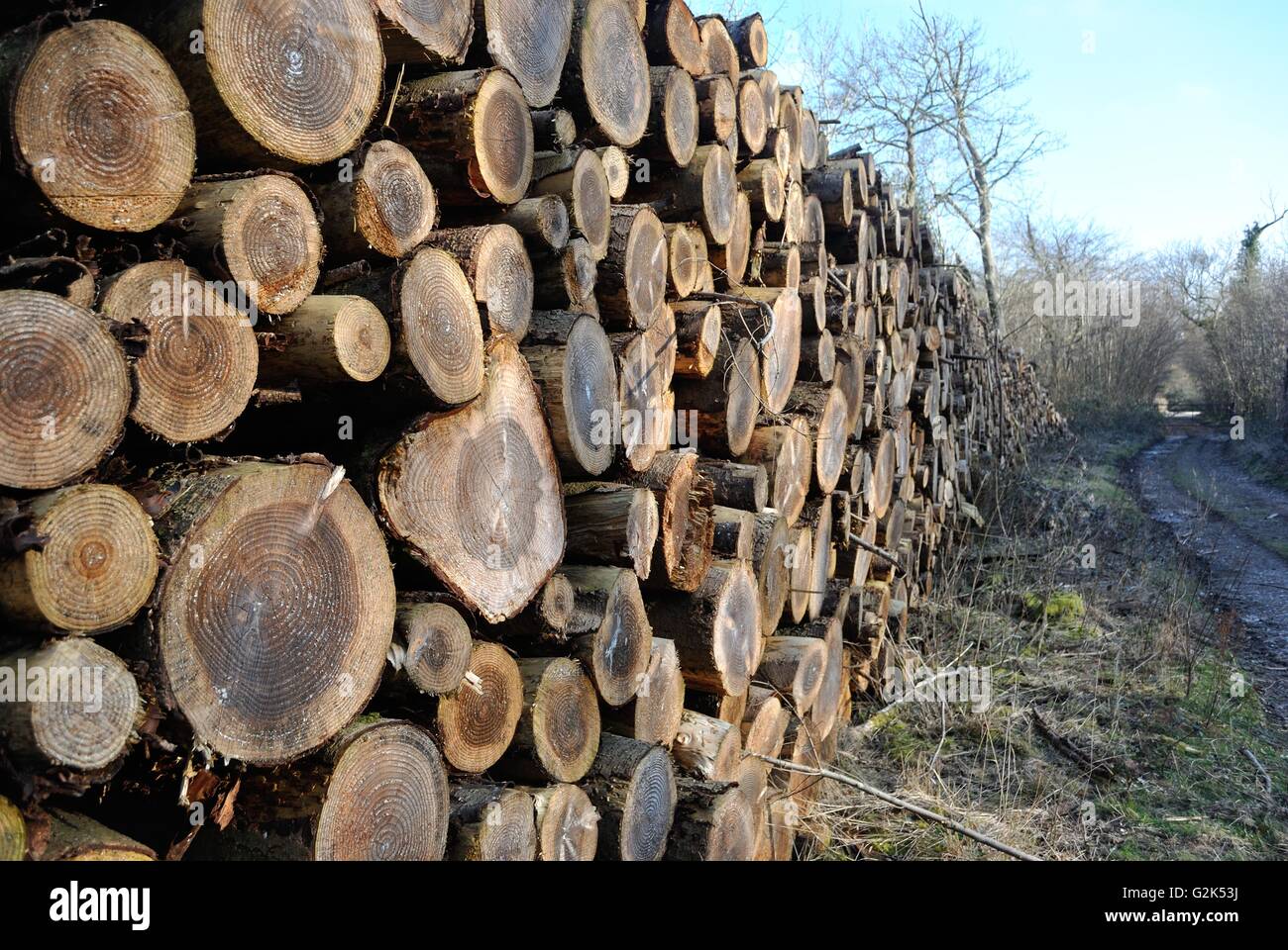 Stack of logs Stock Photo - Alamy